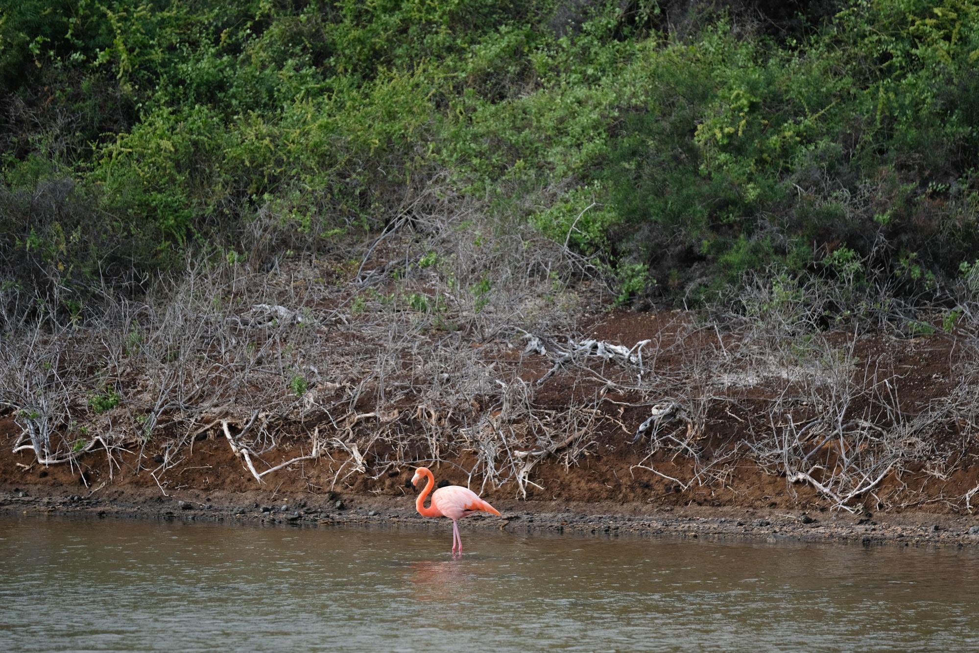Visiting Rábida Island in the Galápagos • The Blonde Abroad